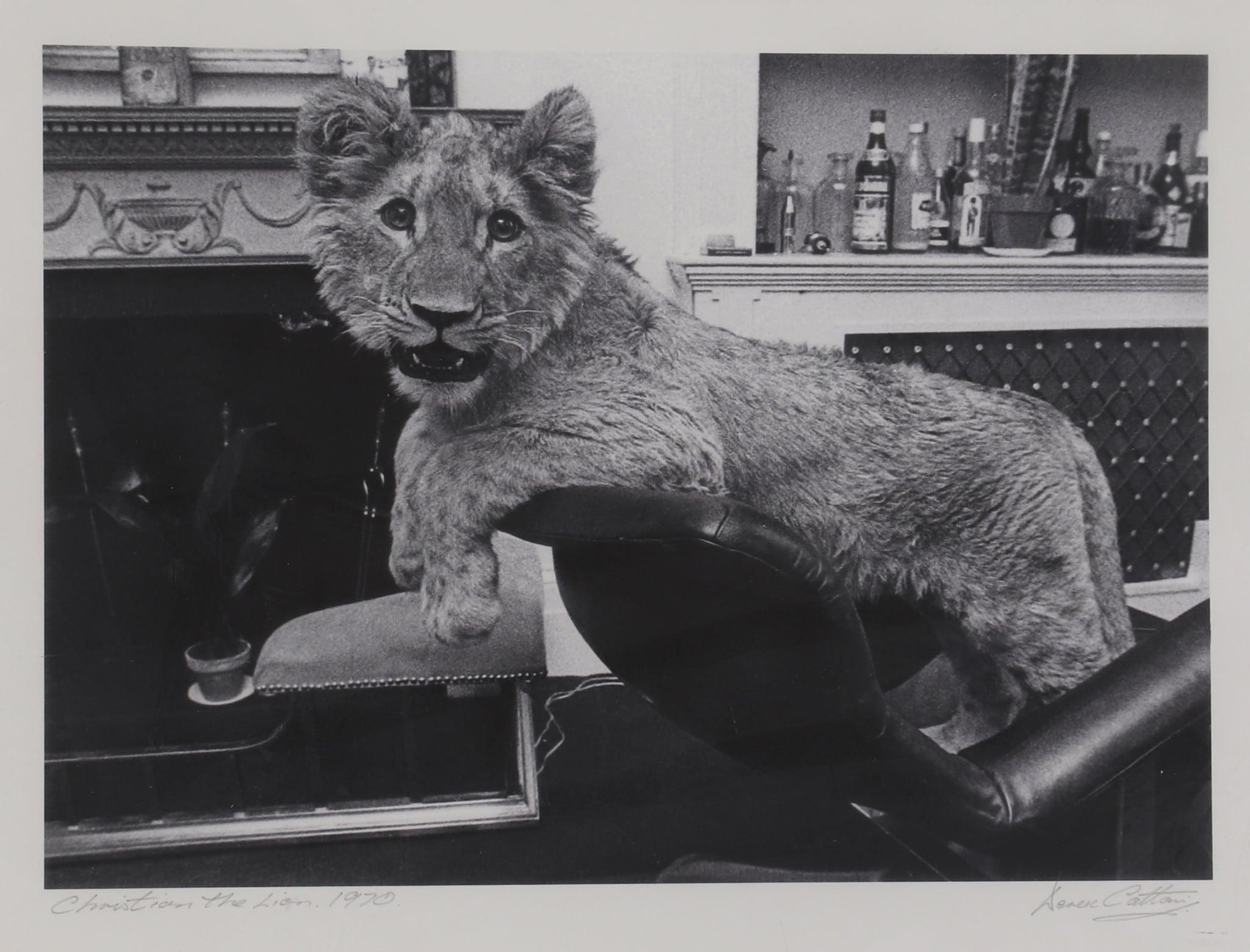 Photos of Christian the Lion Who Lived in London in the Swinging 60s ...