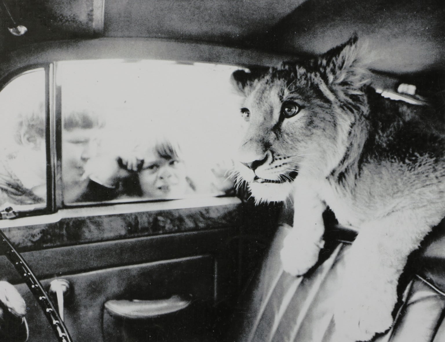 Photos of Christian the Lion Who Lived in London in the Swinging 60s ...