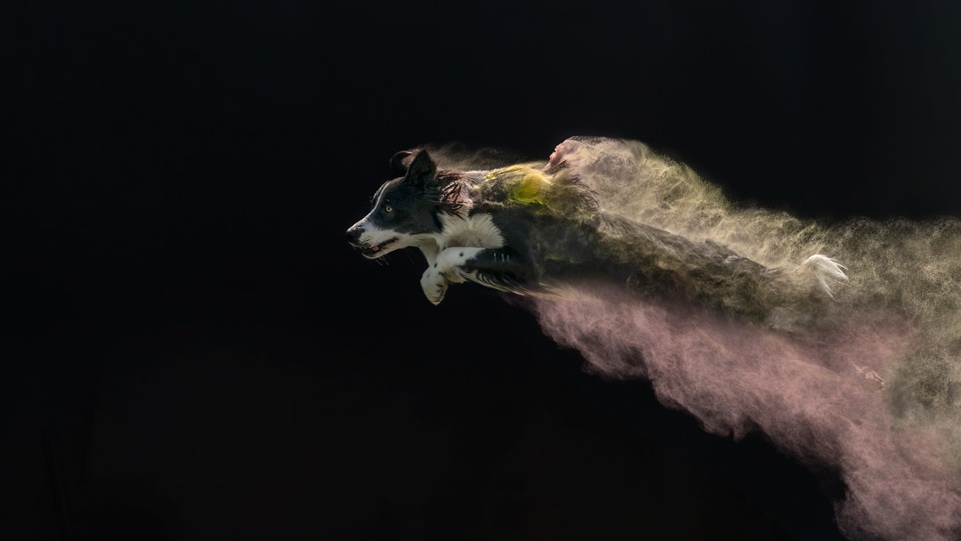 Dramatic Photos of Airborne Dogs Highlighted by Colorful Holi Paint ...