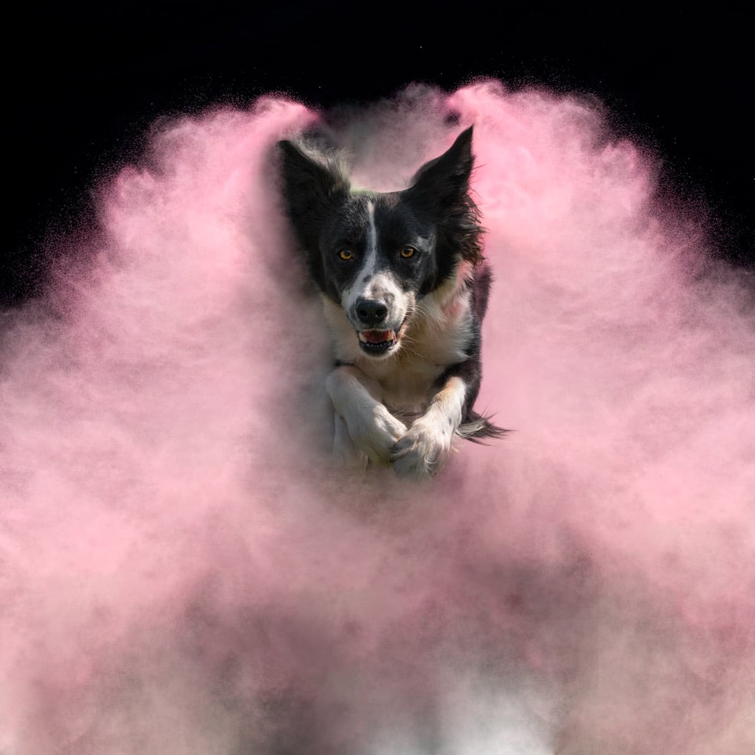 Dramatic Photos of Airborne Dogs Highlighted by Colorful Holi Paint ...