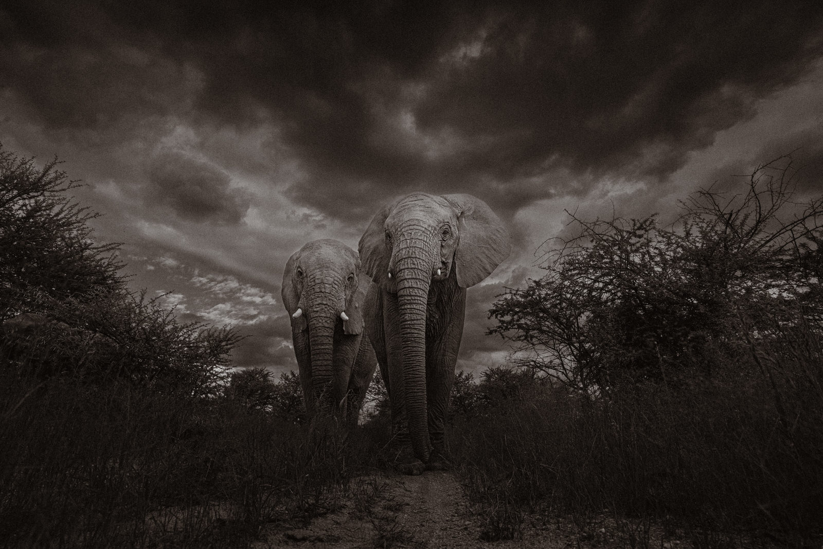 Intimate Animal Portraits Captured with a Custom Camera Box | PetaPixel