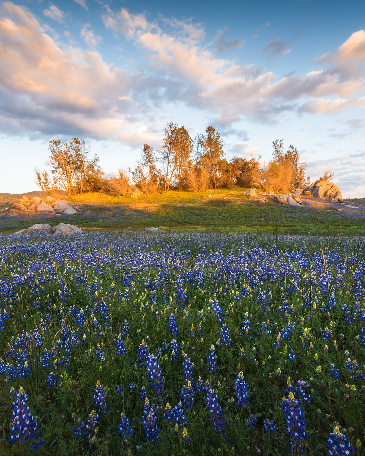 How to Photograph Blooming Wildflowers on Digital or Film Cameras ...