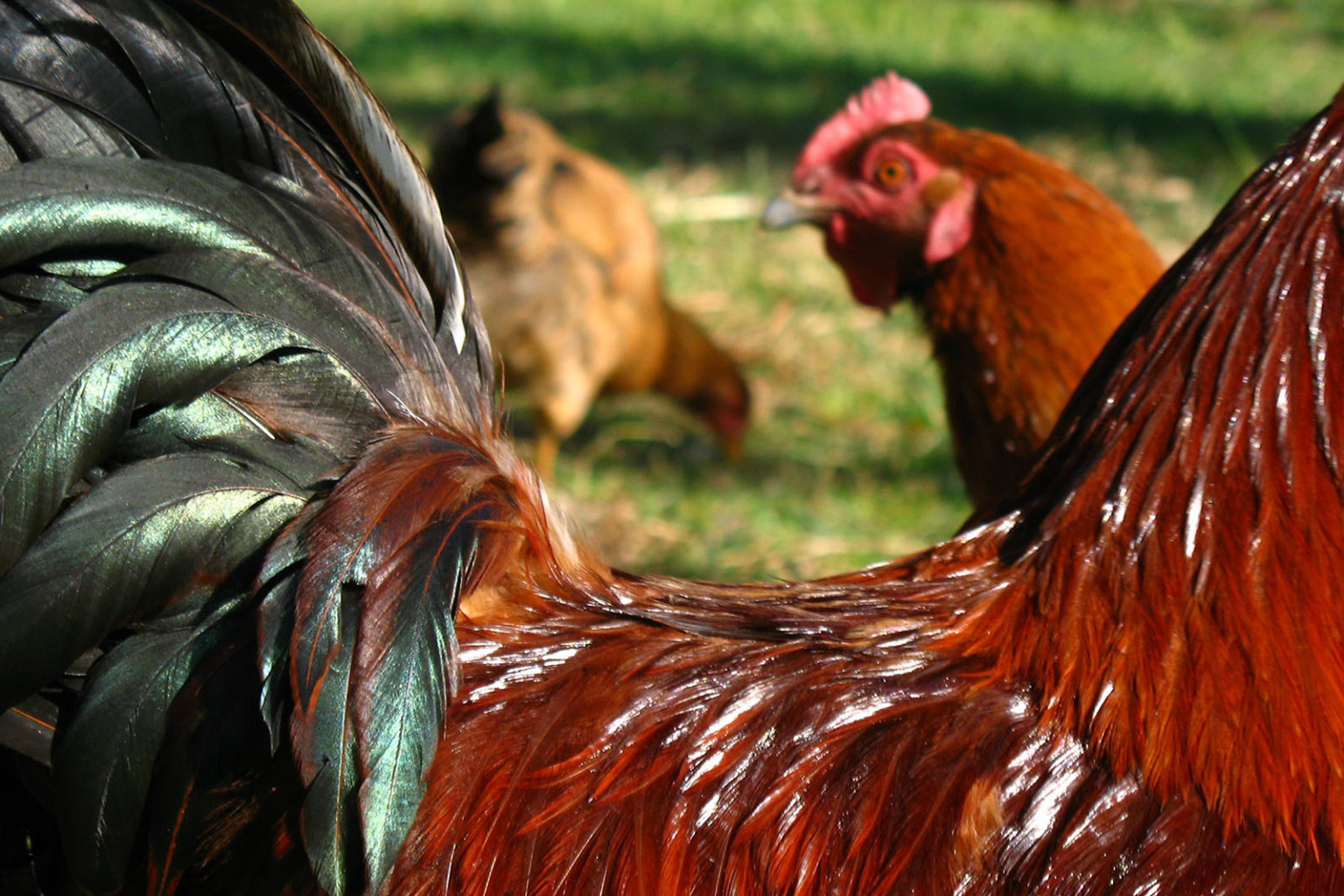 Frame Within a Frame: Natural Framing for Better Photo Compositions ...