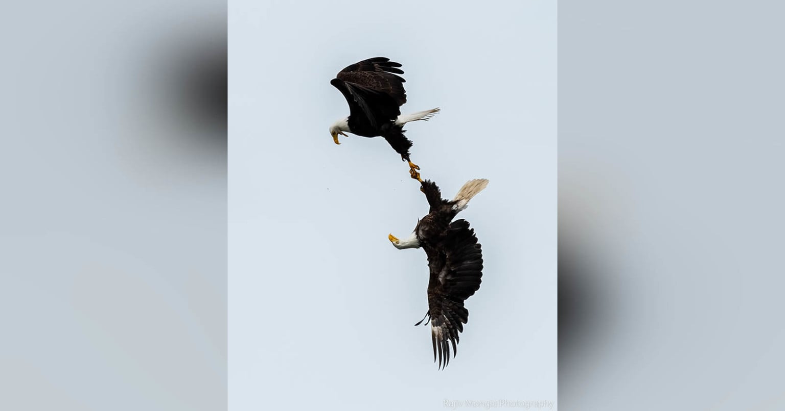 Photographer Catches Bald Eagles Locking Talons in the Sky | PetaPixel