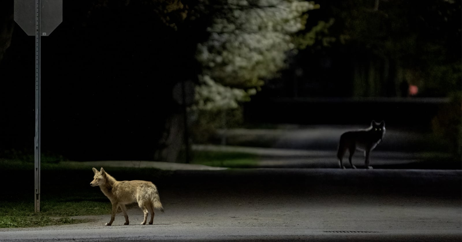 Coyotes Roaming the Streets of Ontario Wins Urban Wildlife Photo Awards ...
