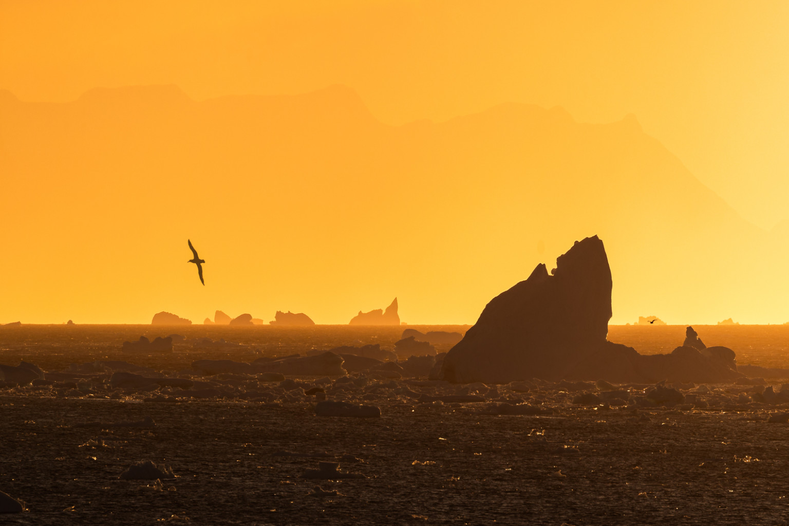 Photographing Antarctica: Penguins, Seals, and a Total Solar Eclipse ...