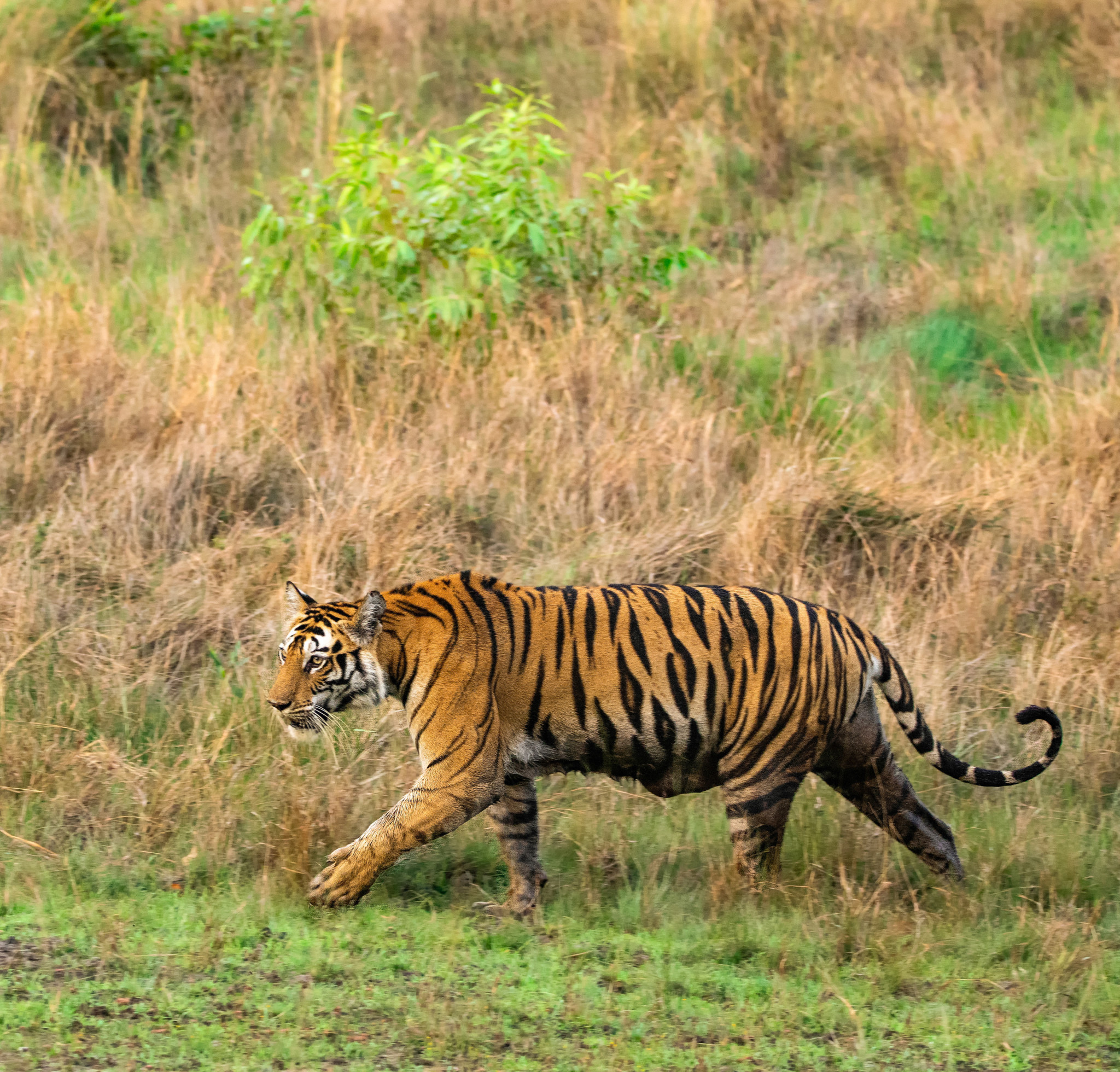 Photographer Waits Eight Hours to Capture ‘Dream’ Lion Shot | PetaPixel
