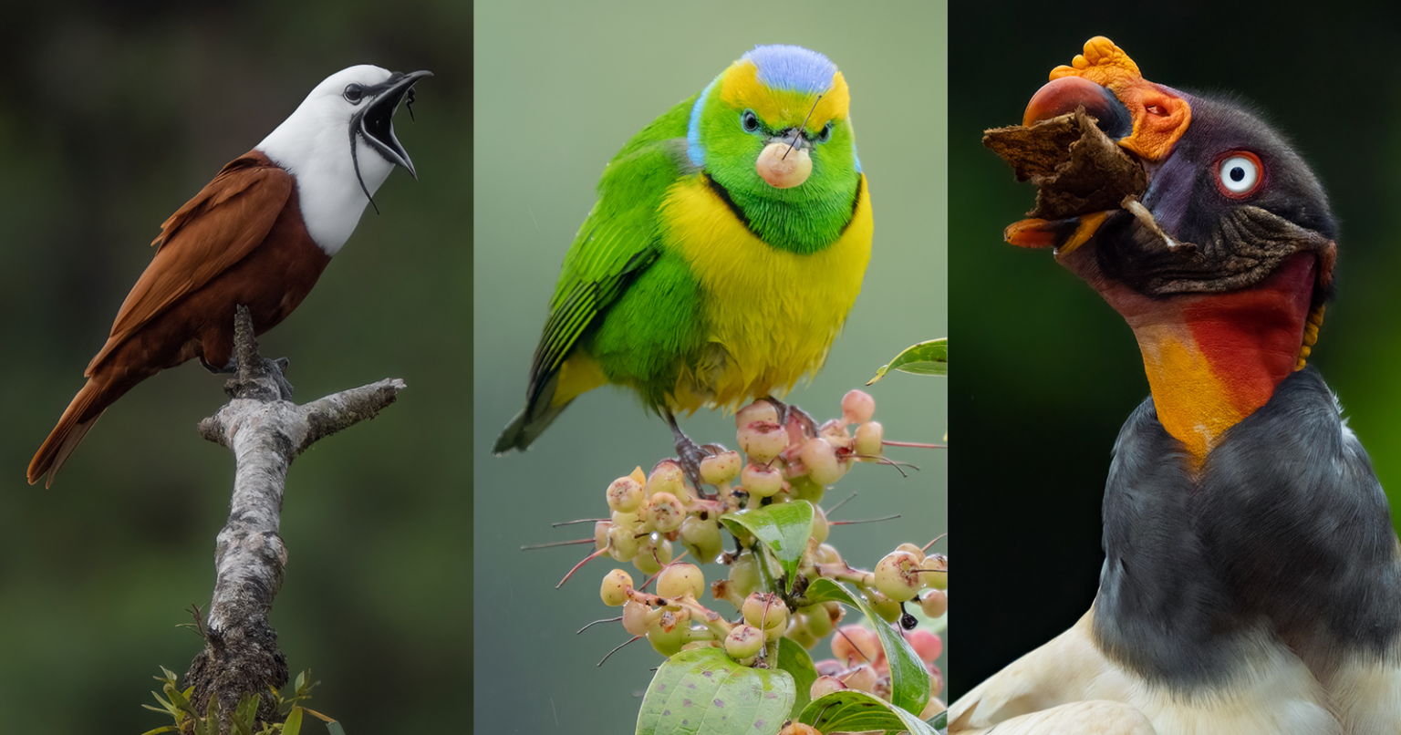 10 Tips for Capturing Incredible Photos of Birds | PetaPixel