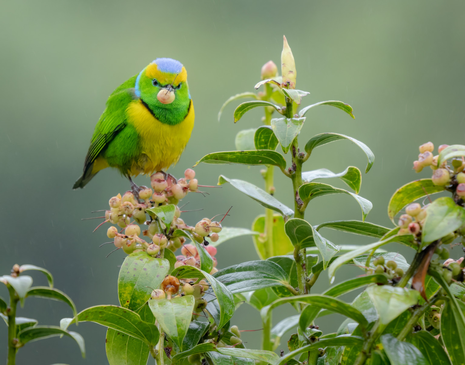 10 Tips for Capturing Incredible Photos of Birds | PetaPixel