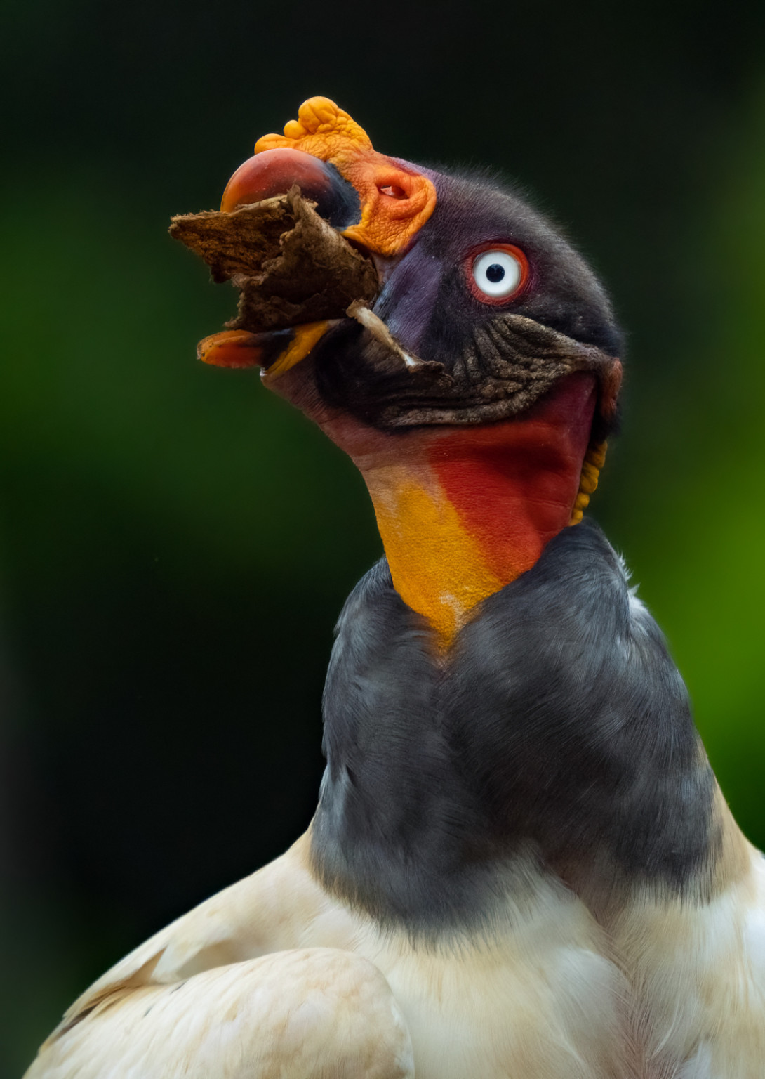 10 Tips for Capturing Incredible Photos of Birds | PetaPixel