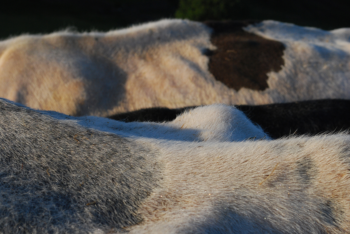 'Cowspines' Photo Series Captures Abstract Bovine Landscapes | PetaPixel