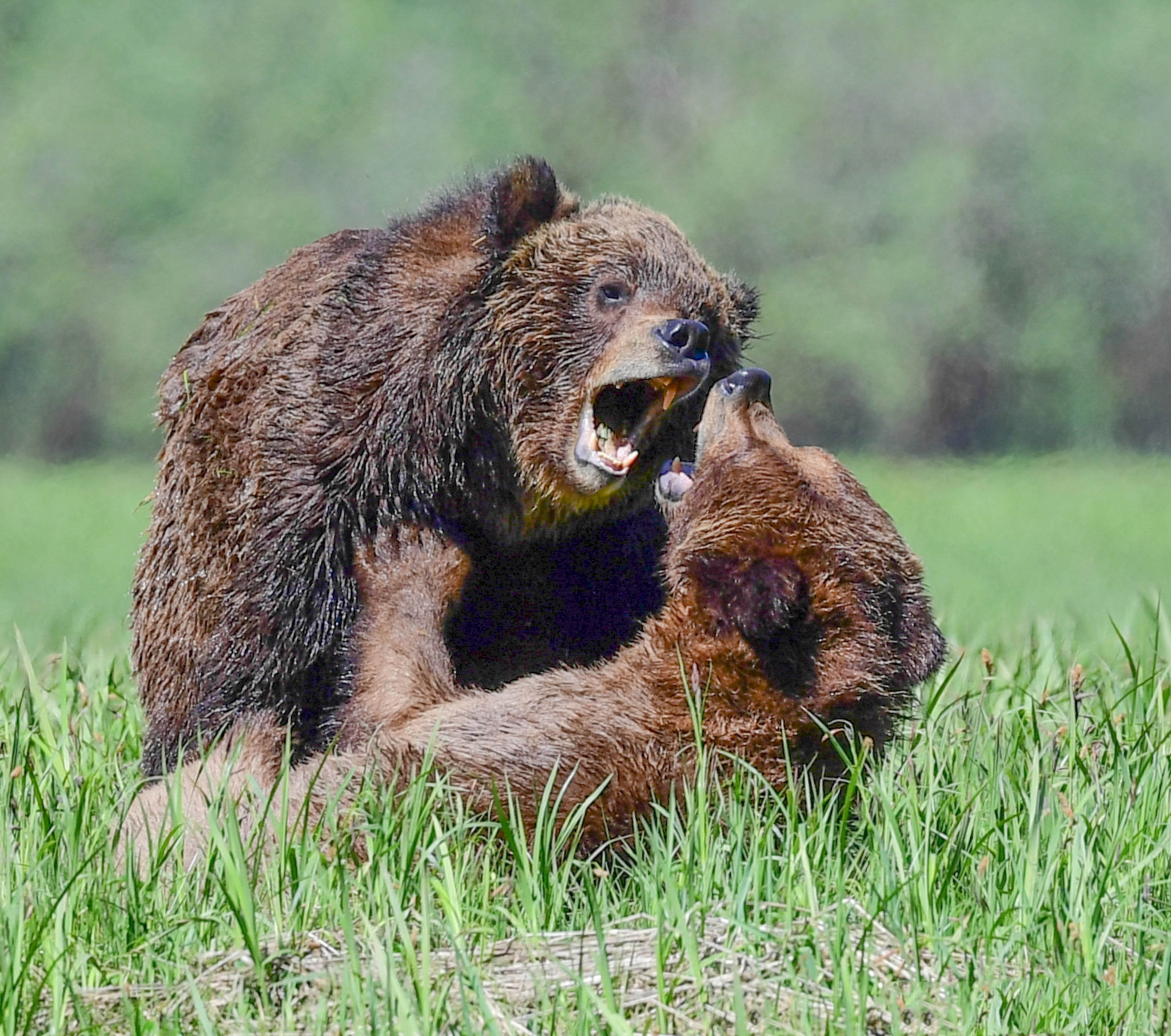 Photographer Captures Two Grizzly Bears Brawling Over a Female | PetaPixel
