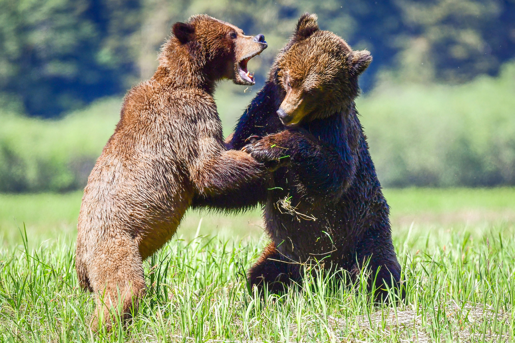 Photographer Captures Two Grizzly Bears Brawling Over a Female | PetaPixel