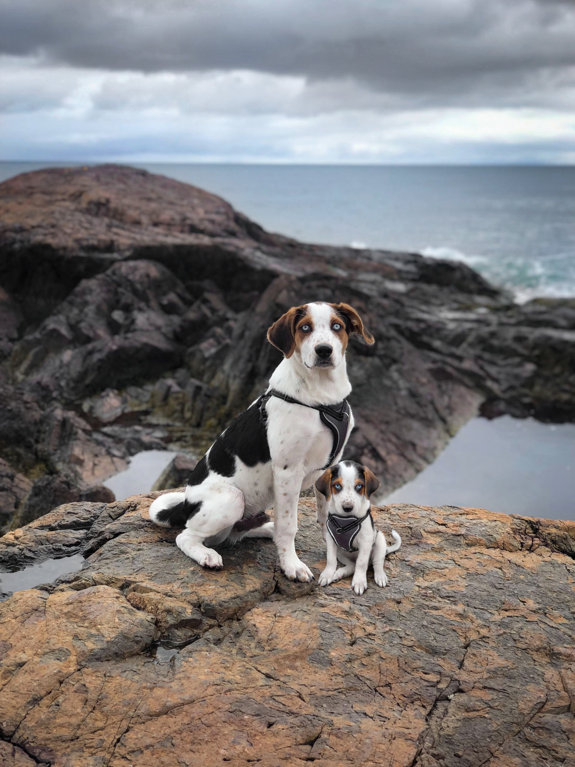 How a Photo Editor Made $100,000 Photoshopping Dog Pics | PetaPixel