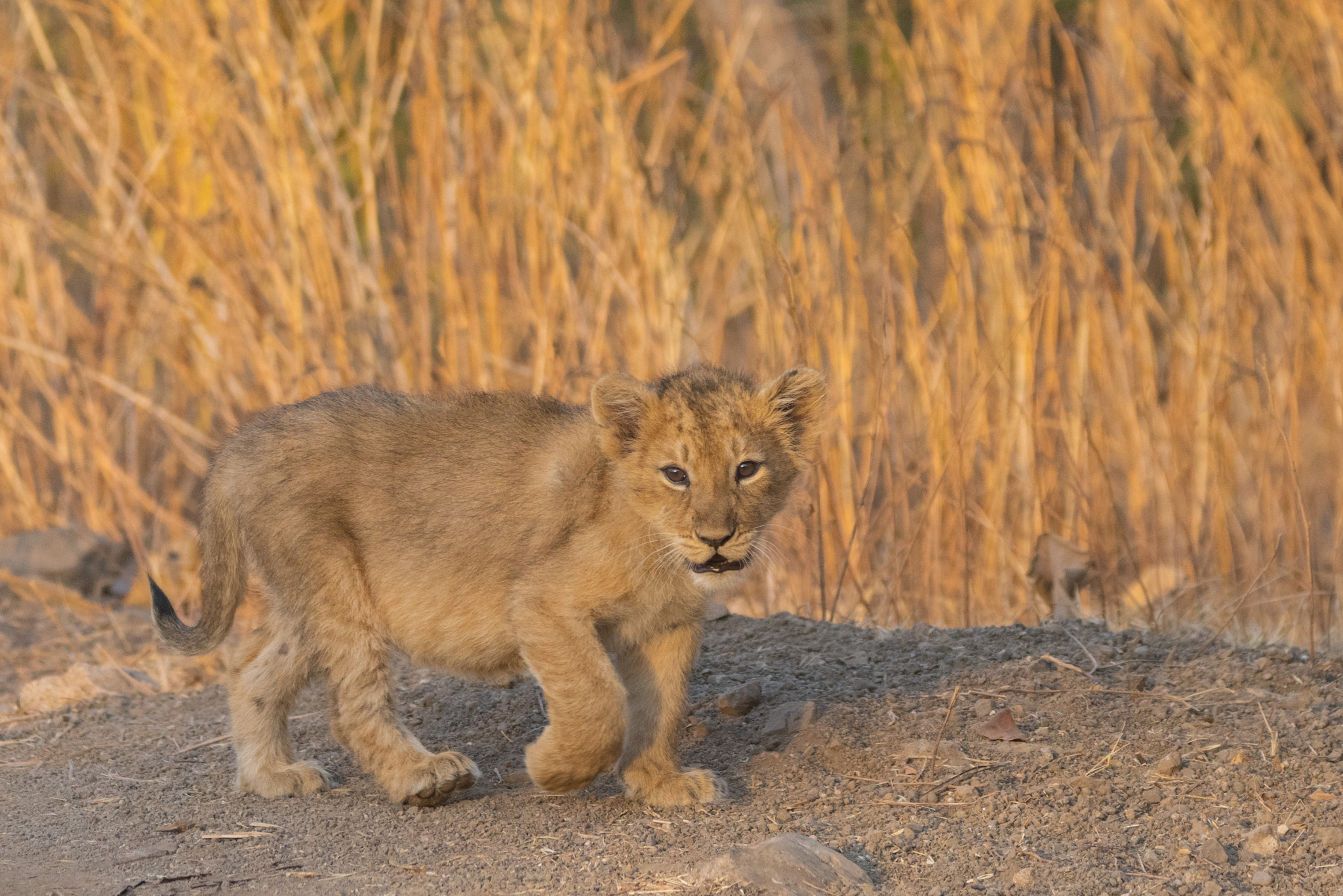 Photographer Waits Eight Hours to Capture ‘Dream’ Lion Shot | PetaPixel