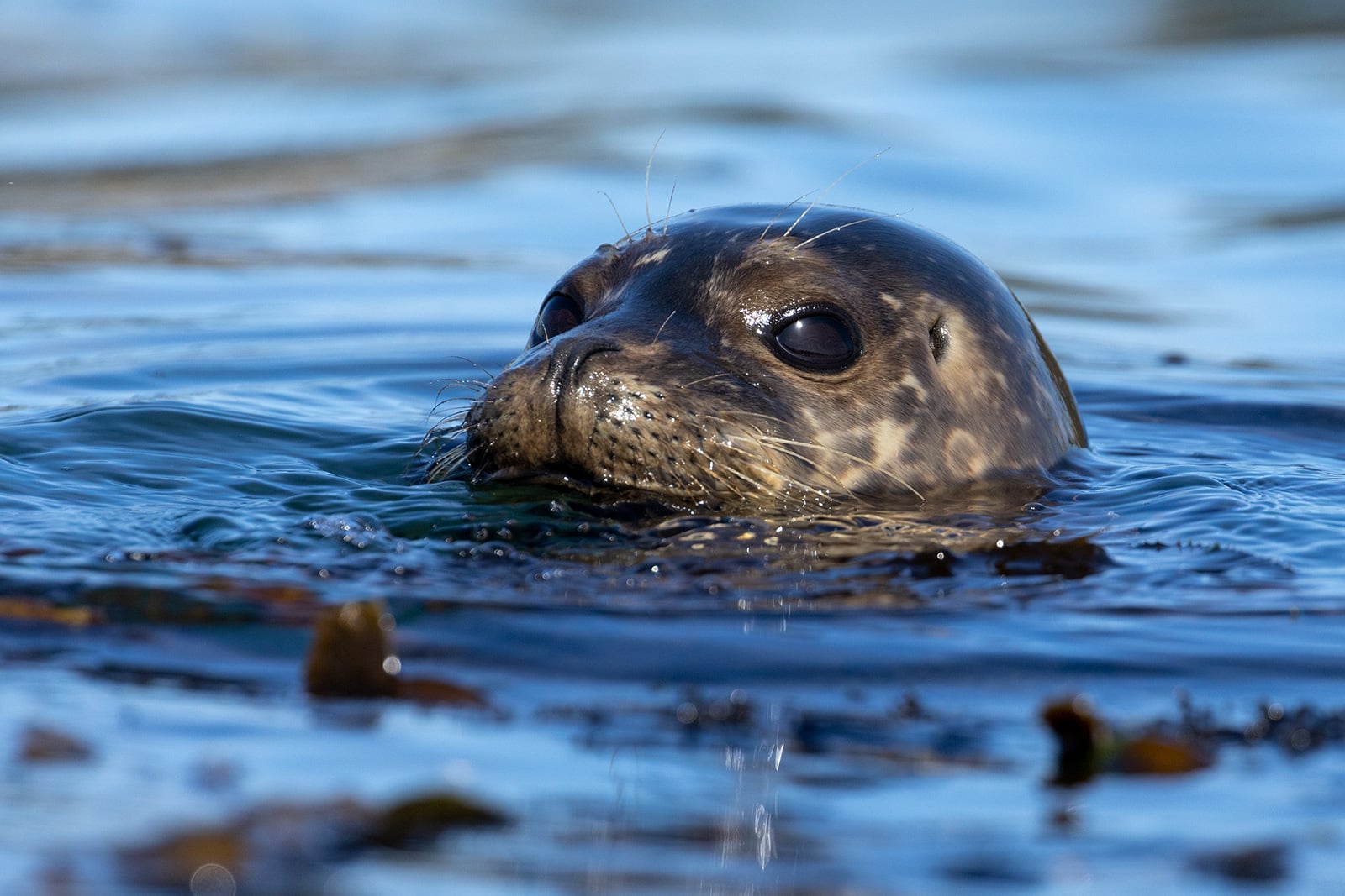 Canon EOS R7 Review: One of the Best Cameras Canon Makes | PetaPixel