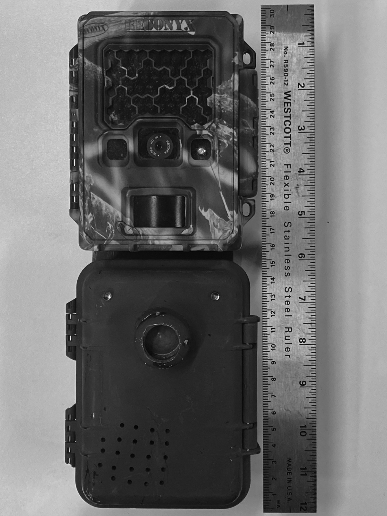 Camera Traps with AI Technology Recognize Mountain Lions' Faces | PetaPixel