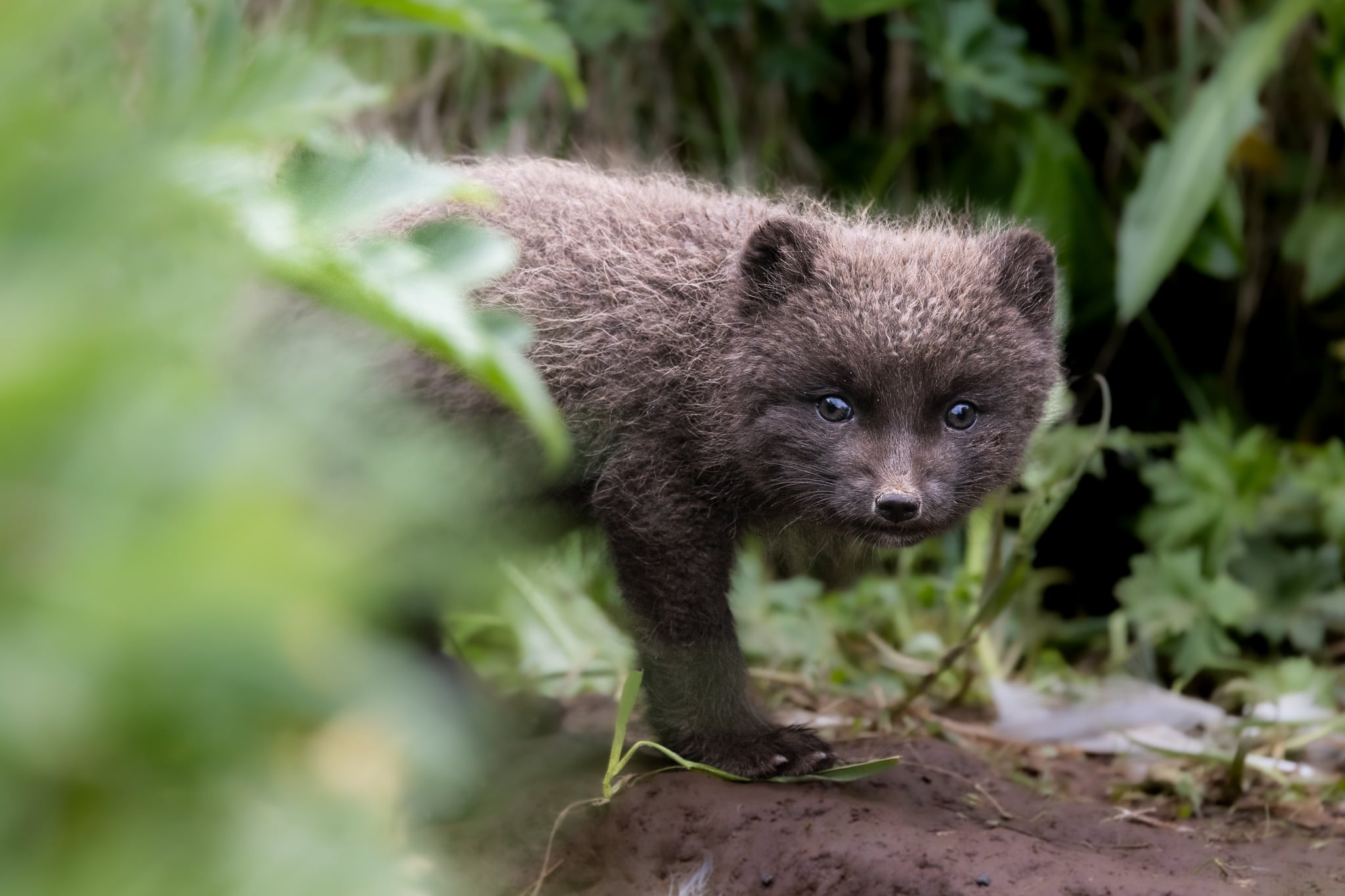 Photographing Adorable Arctic Fox Cubs Emerging From Their Dens | PetaPixel