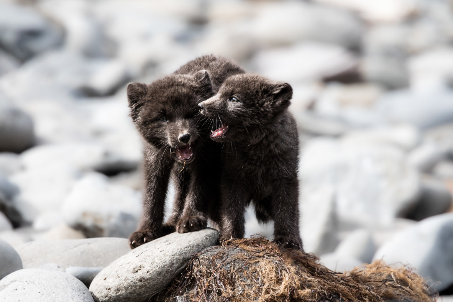 Photographing Adorable Arctic Fox Cubs Emerging From Their Dens | PetaPixel