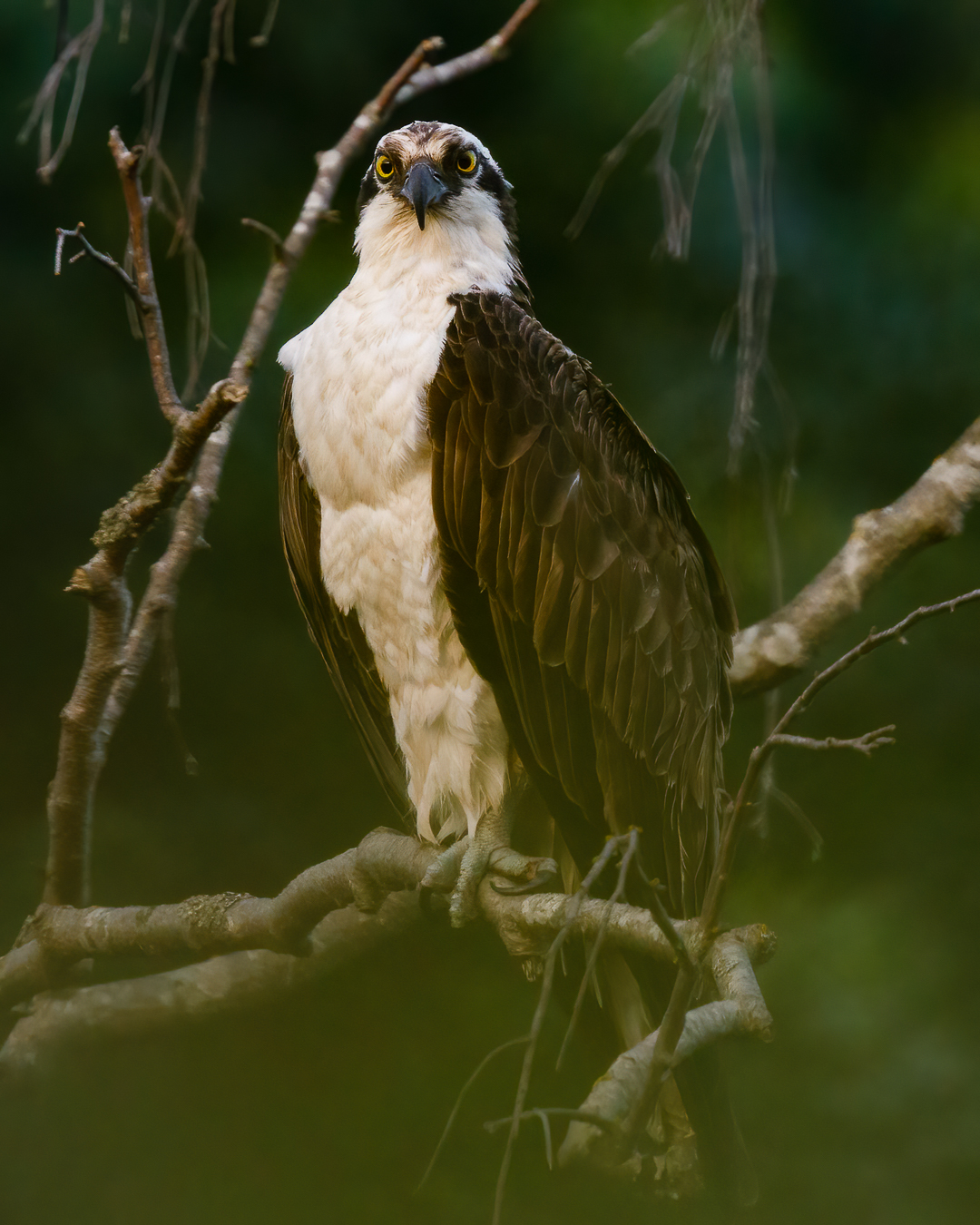 Spectacular and Unusual Photo of an Osprey Gliding on the Water's ...