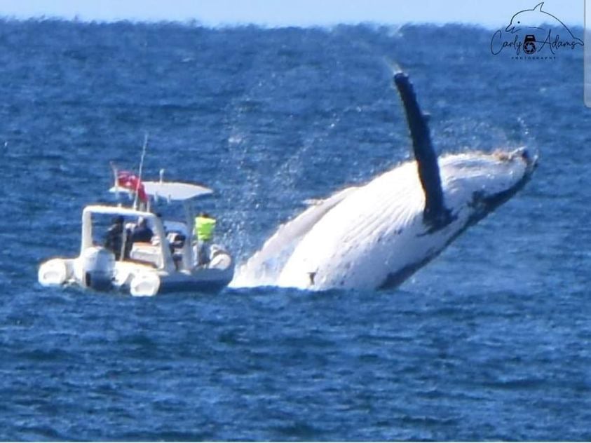 Photo Captures Terrifying Moment a Whale Breached Too Close to Boat ...