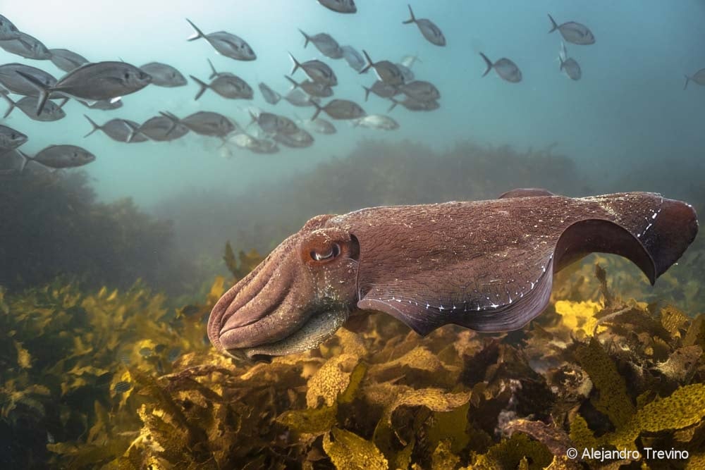 Shark Circling Whale Carcass Wins Nature Photography Competition ...