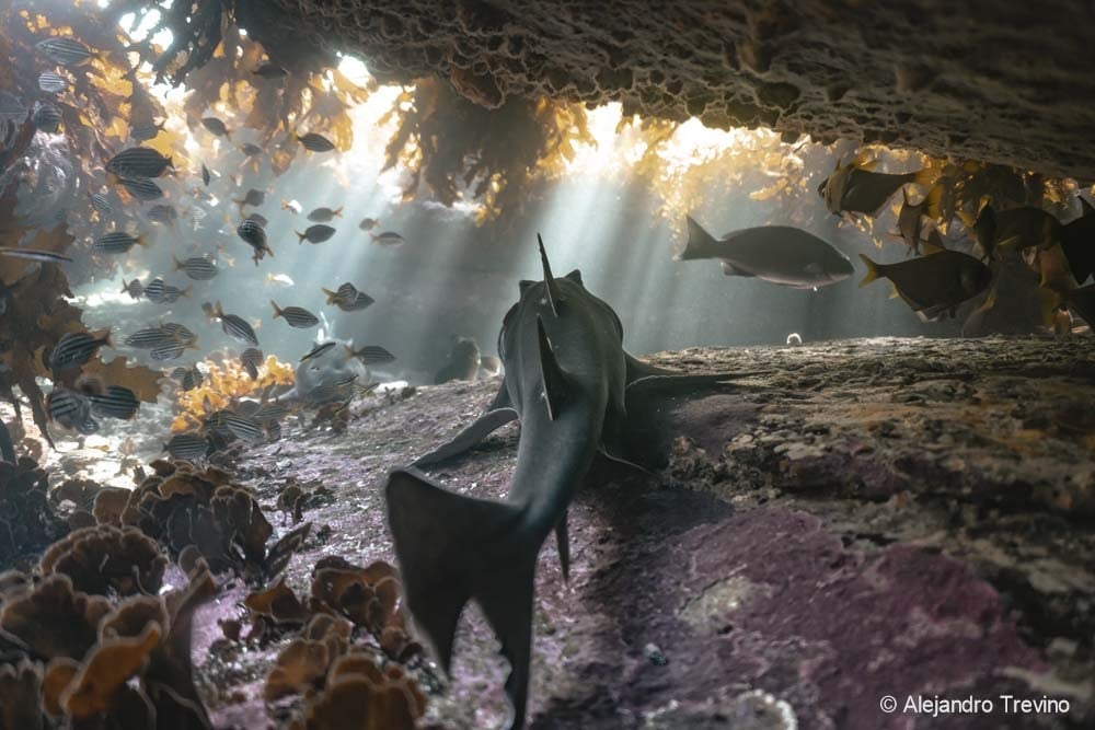 Shark Circling Whale Carcass Wins Nature Photography Competition ...