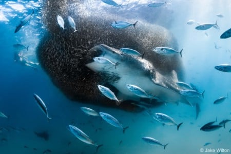 Shark Circling Whale Carcass Wins Nature Photography Competition ...