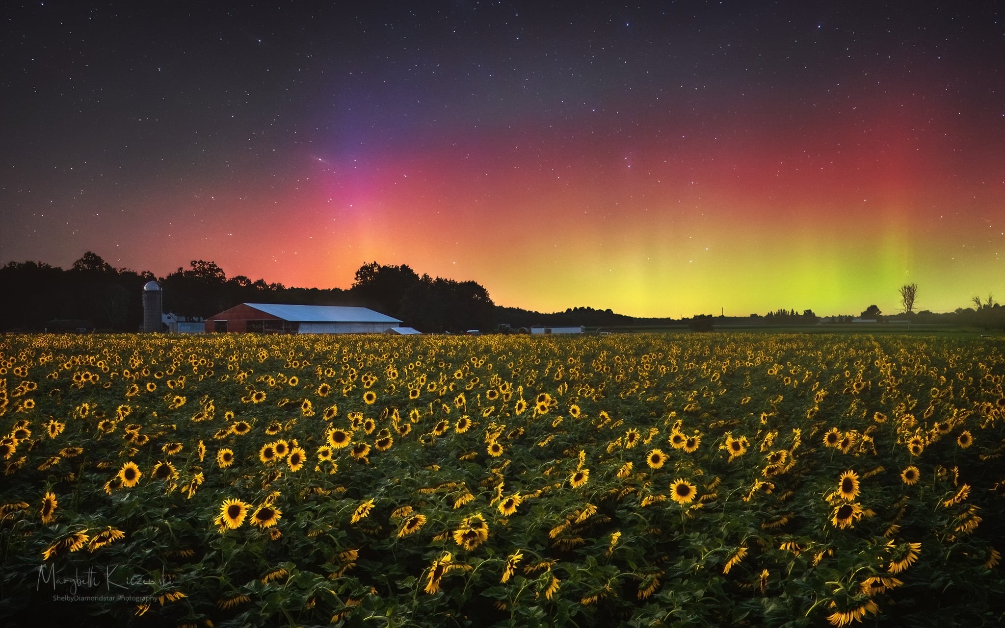 Photo of Sunflowers and Aurora Taken Moments Before Camera Broke ...