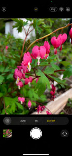 How to Make a Video a Live Photo | PetaPixel