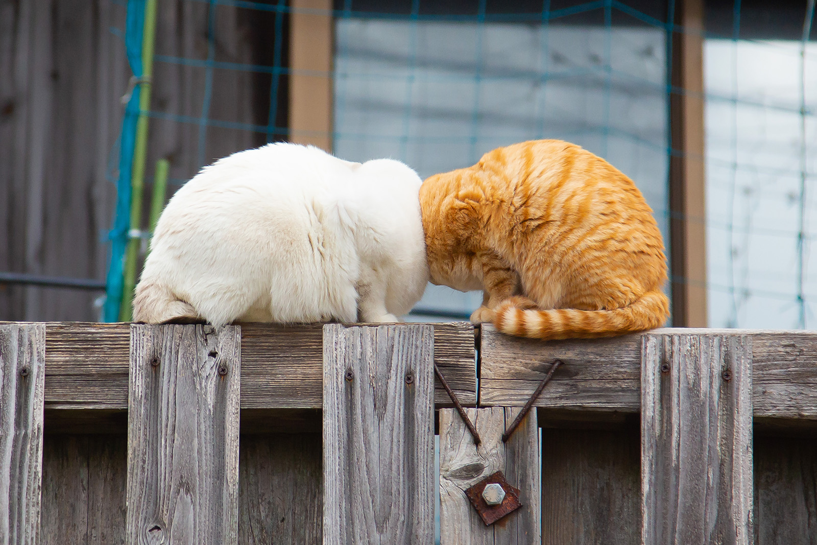 Conjoined Cats Win Comedy Pet Photo Awards | PetaPixel
