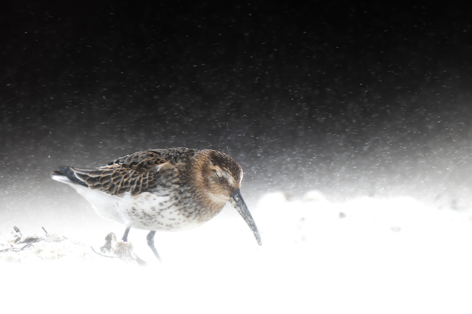 The Winners of the 2022 Bird Photographer of the Year Competition ...