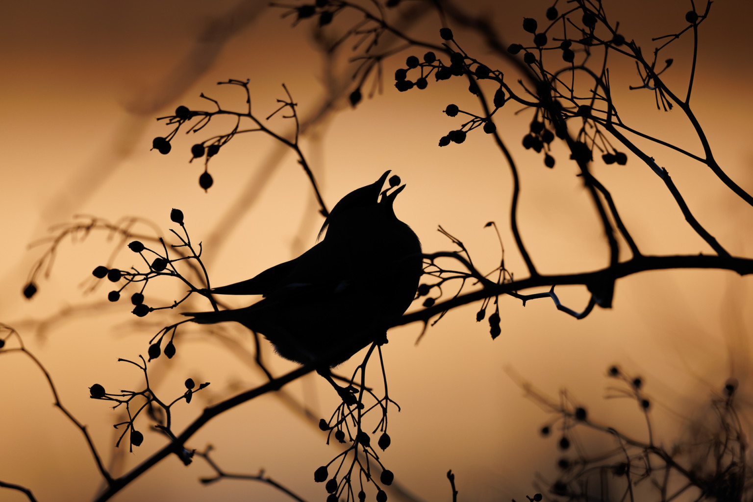 The Winners of the 2022 Bird Photographer of the Year Competition ...