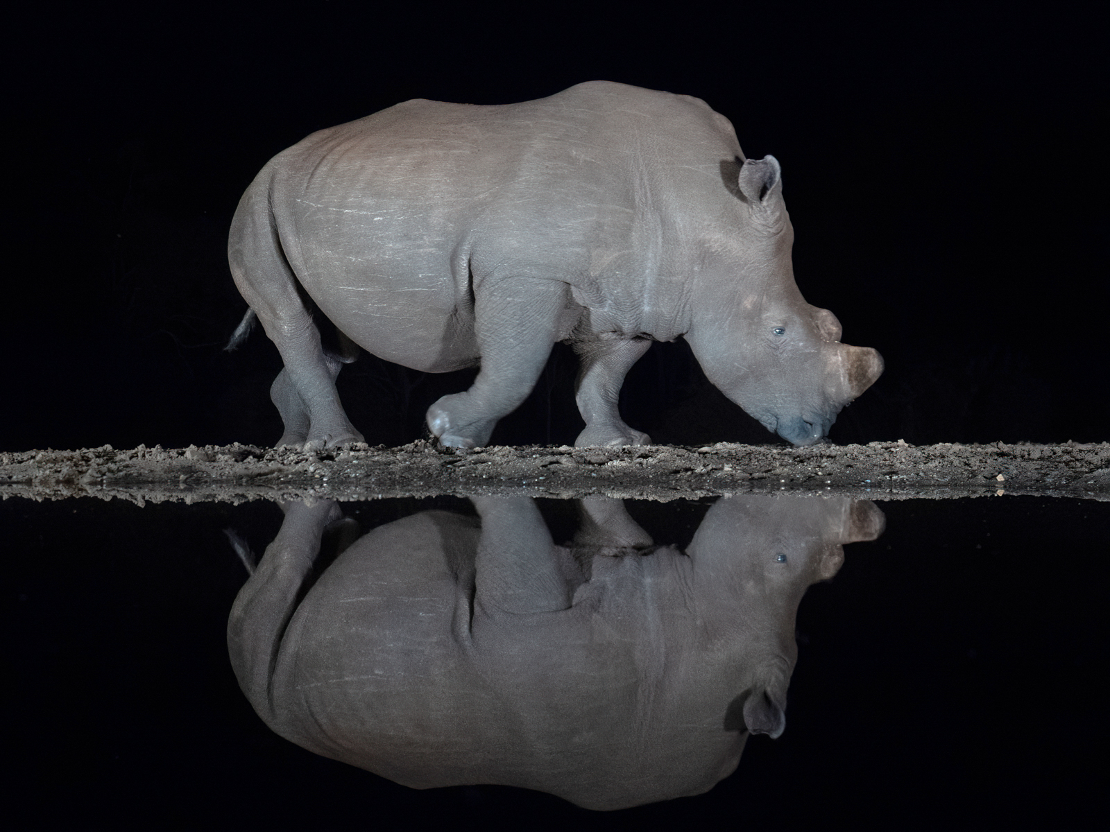 9 Tips For Capturing Wildlife in Motion | PetaPixel