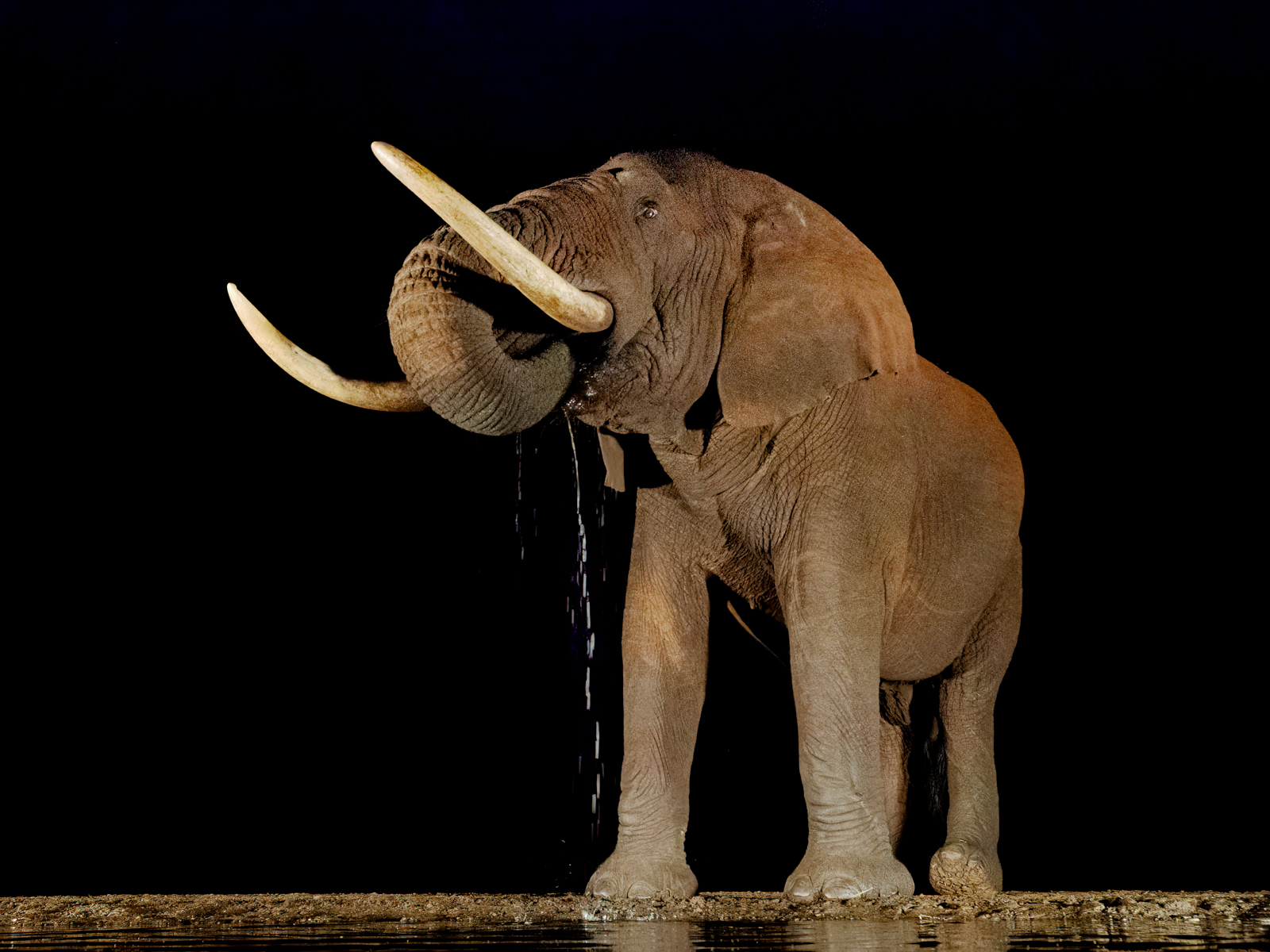 9 Tips For Capturing Wildlife in Motion | PetaPixel
