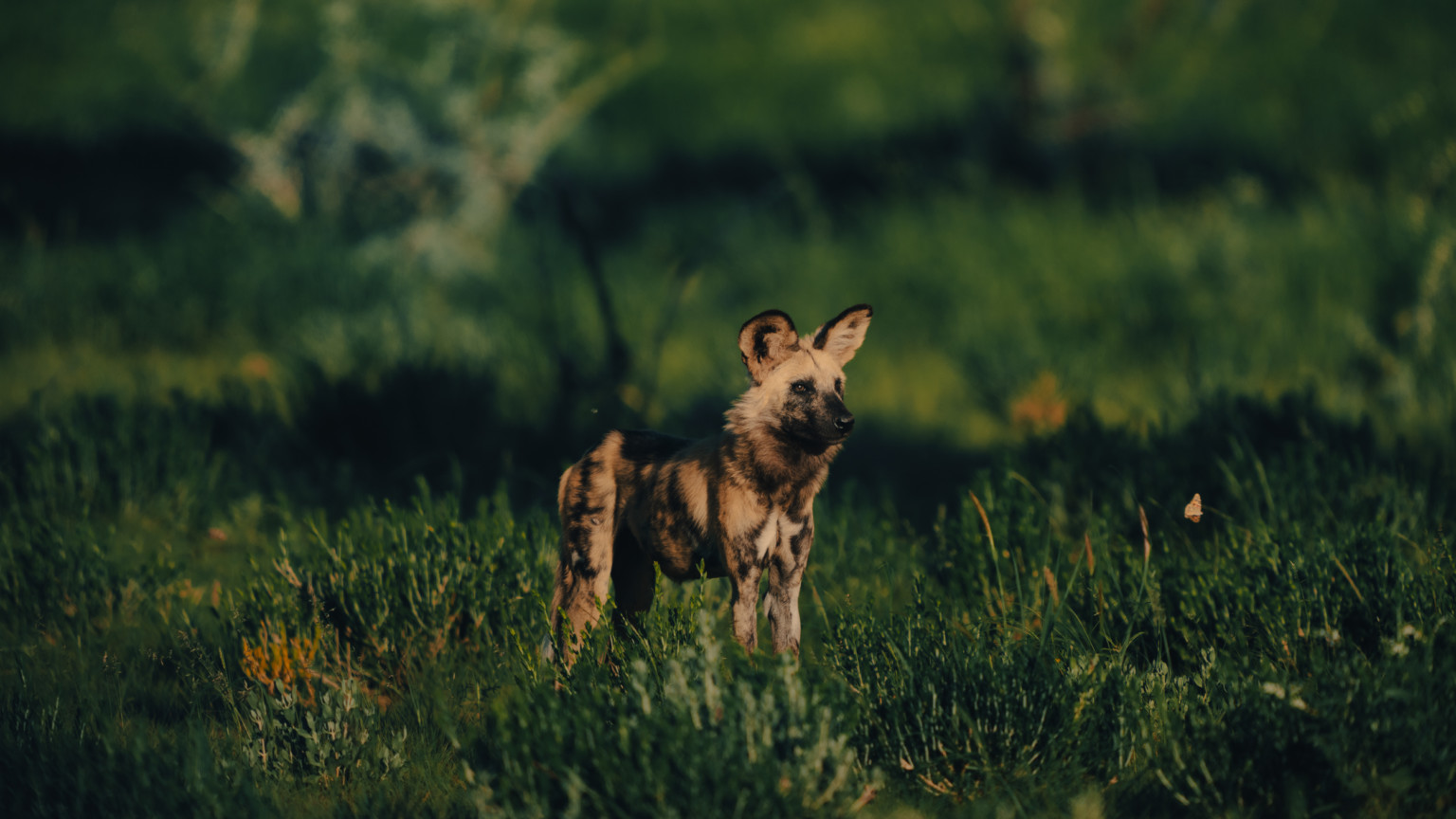 Photographing the Endangered African Wild Dog in Namibia | PetaPixel