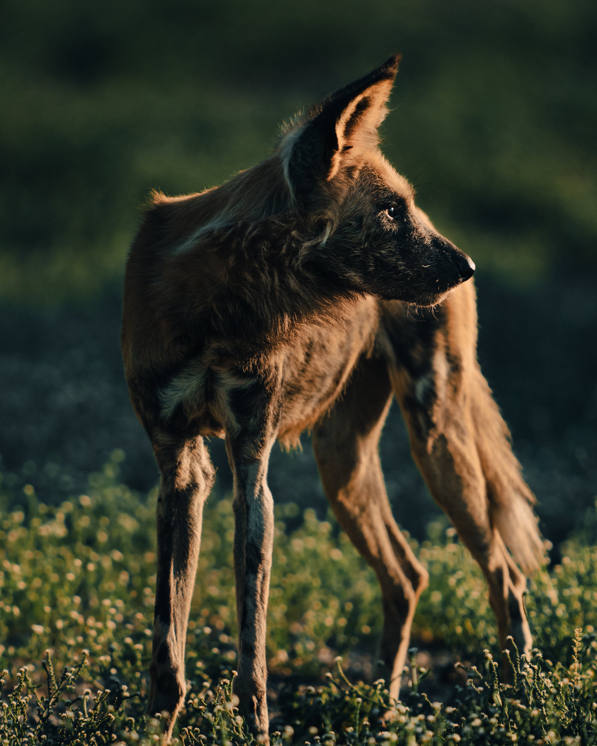 Photographing the Endangered African Wild Dog in Namibia | PetaPixel