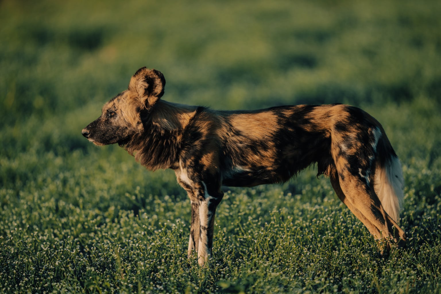 Photographing the Endangered African Wild Dog in Namibia | PetaPixel