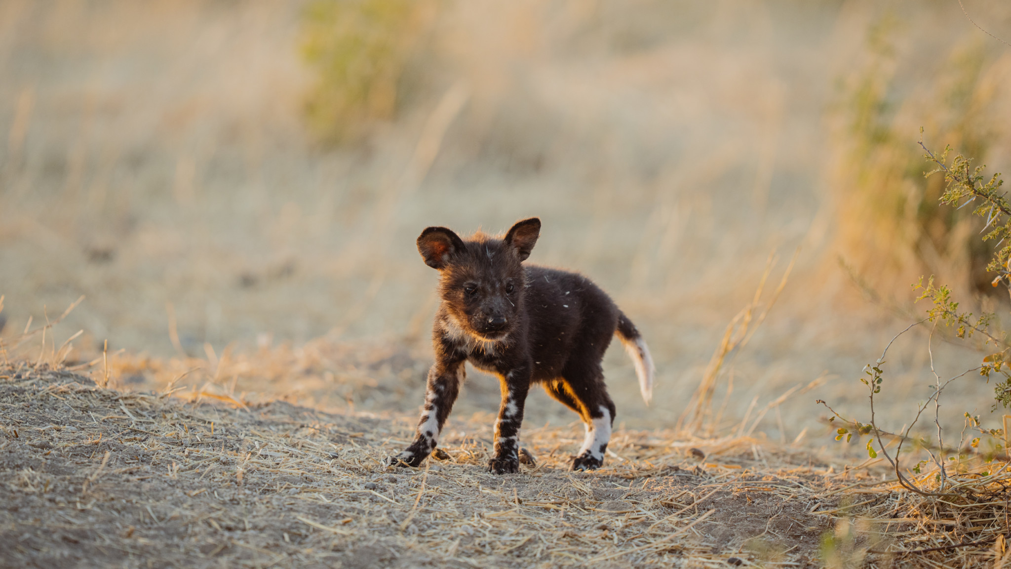 Photographing the Endangered African Wild Dog in Namibia | PetaPixel