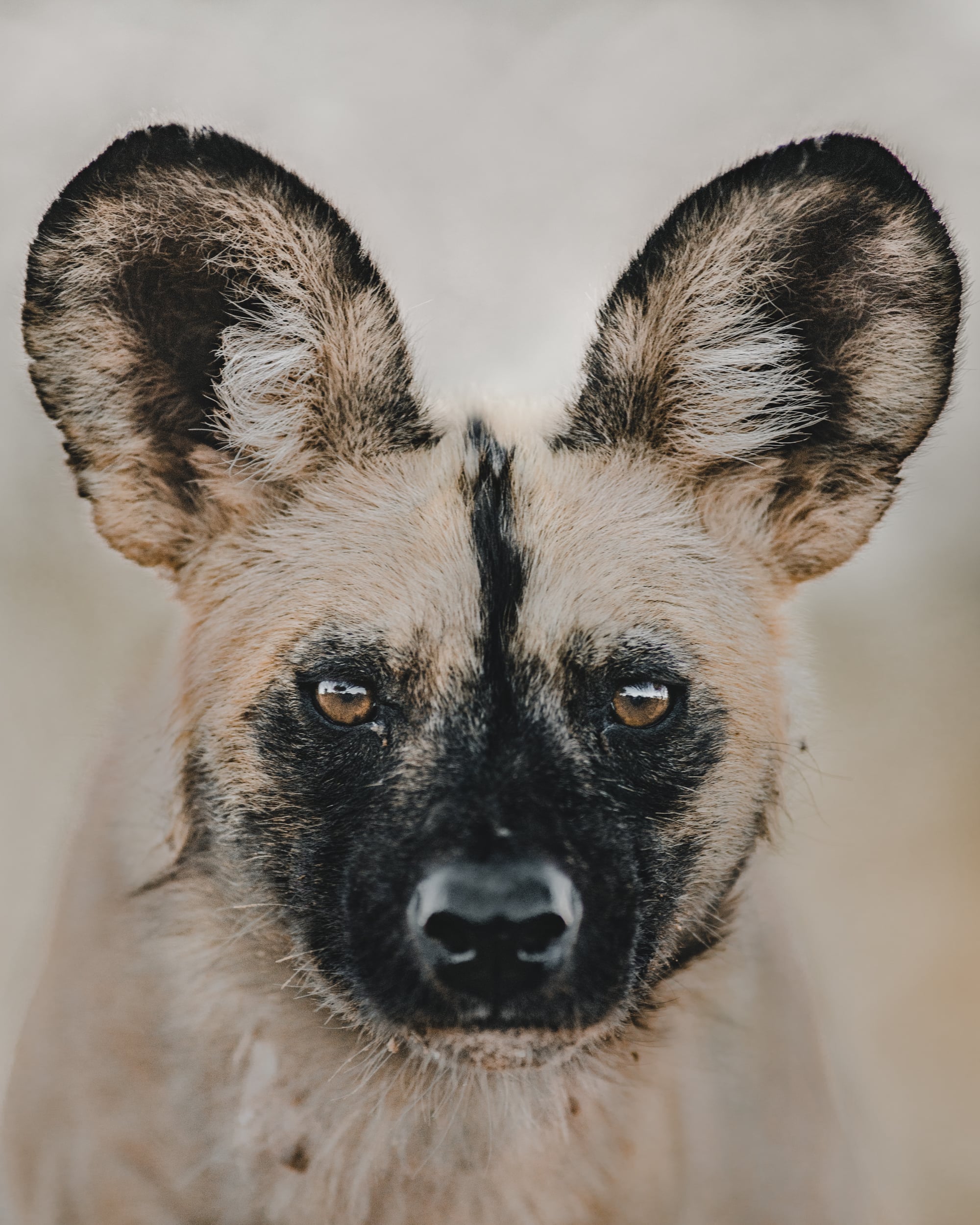 Photographing the Endangered African Wild Dog in Namibia | PetaPixel