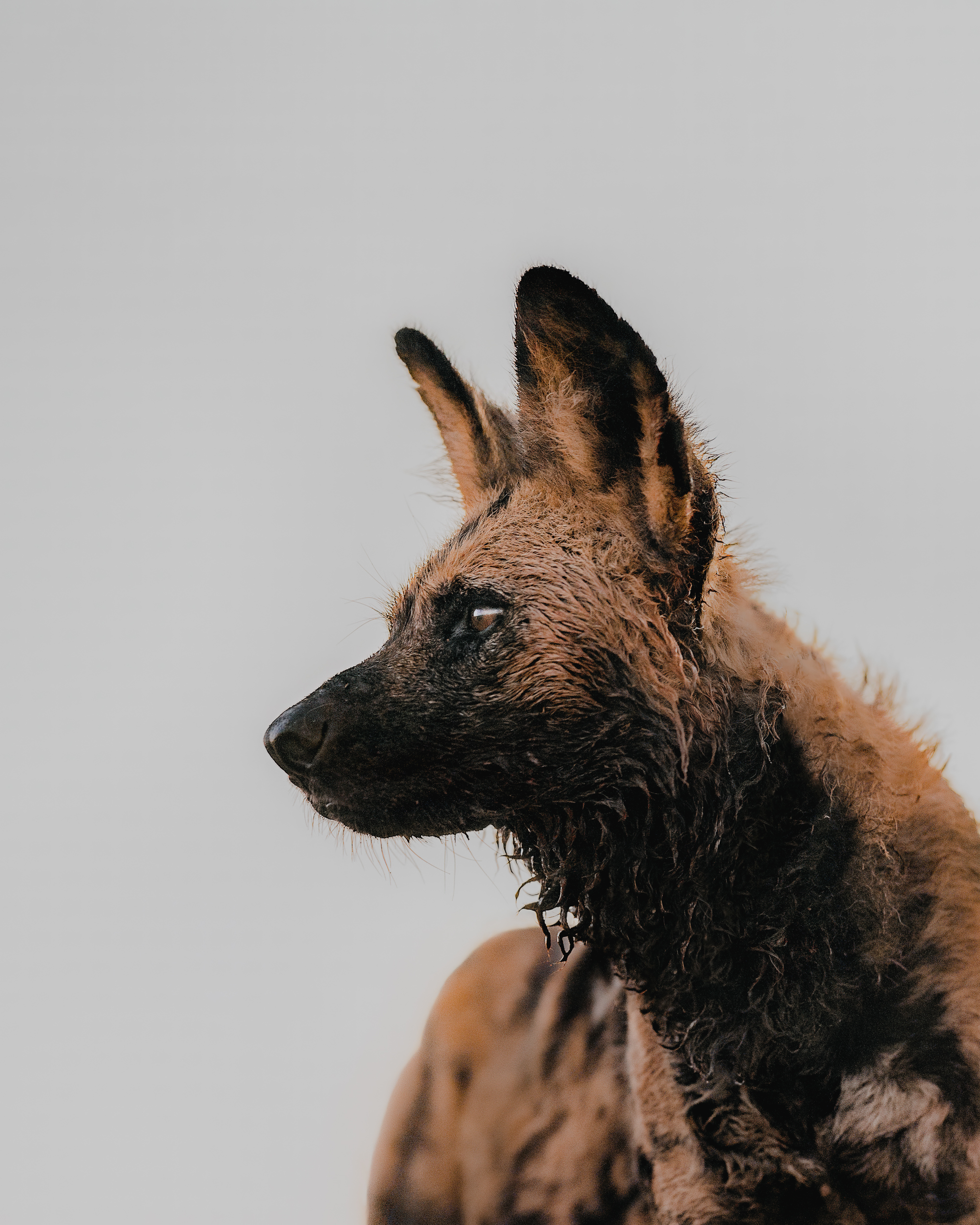 Photographing the Endangered African Wild Dog in Namibia | PetaPixel