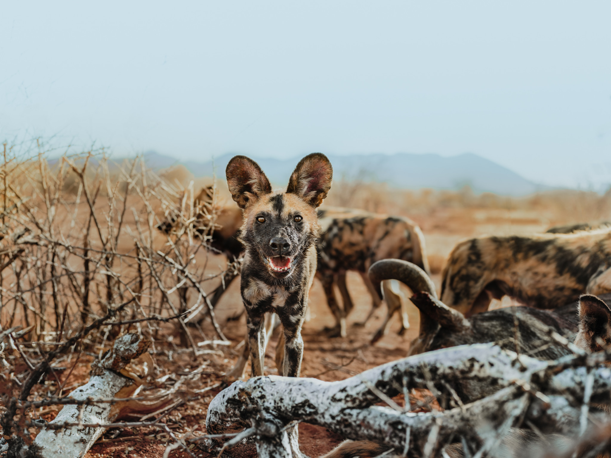 Photographing the Endangered African Wild Dog in Namibia | PetaPixel