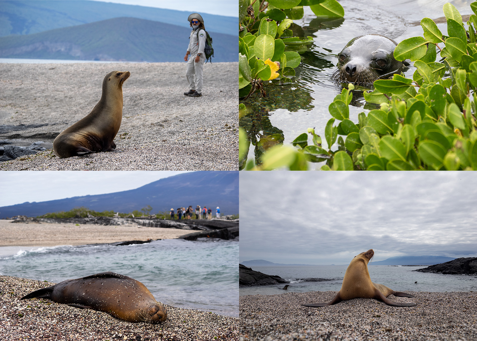 Photographing the Diverse Wildlife and Nature of the Galápagos Islands ...