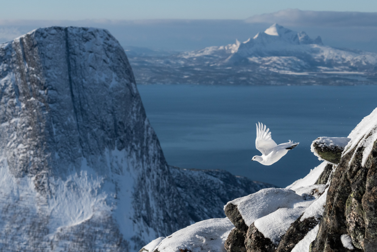 The Winners of the 2022 Bird Photographer of the Year Competition ...