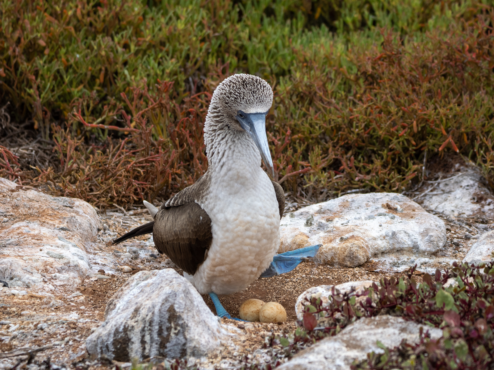 Photographing the Diverse Wildlife and Nature of the Galápagos Islands ...