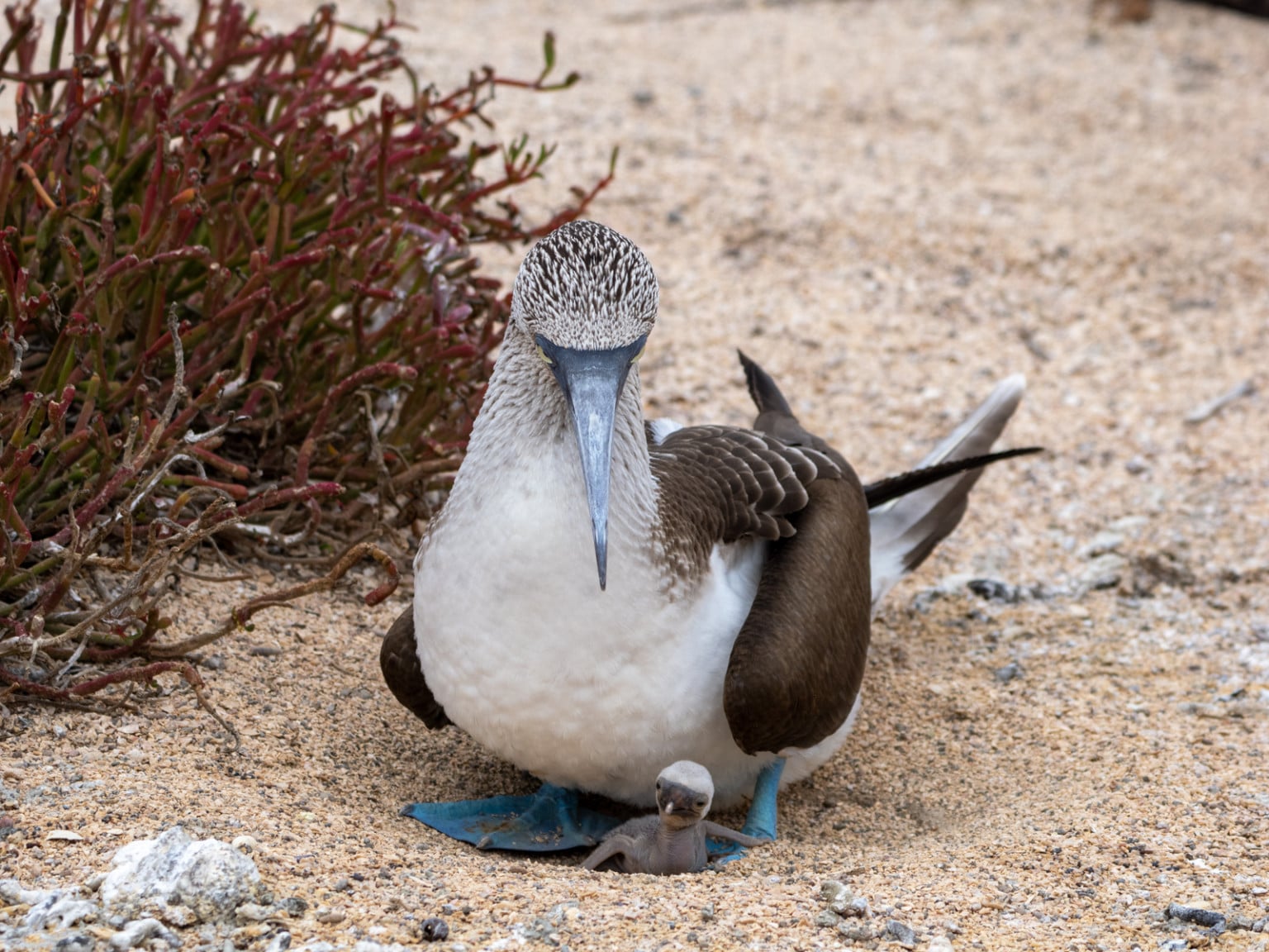 Photographing the Diverse Wildlife and Nature of the Galápagos Islands ...