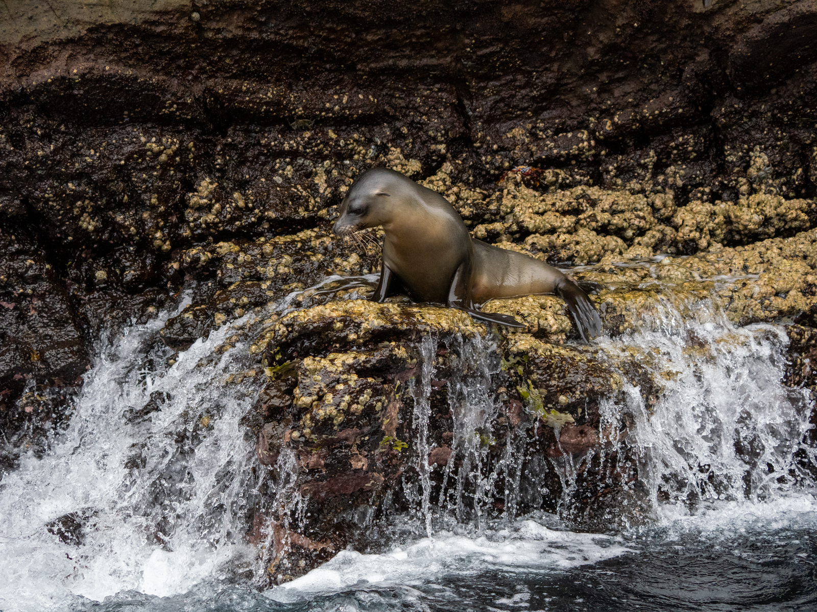 Photographing the Diverse Wildlife and Nature of the Galápagos Islands ...