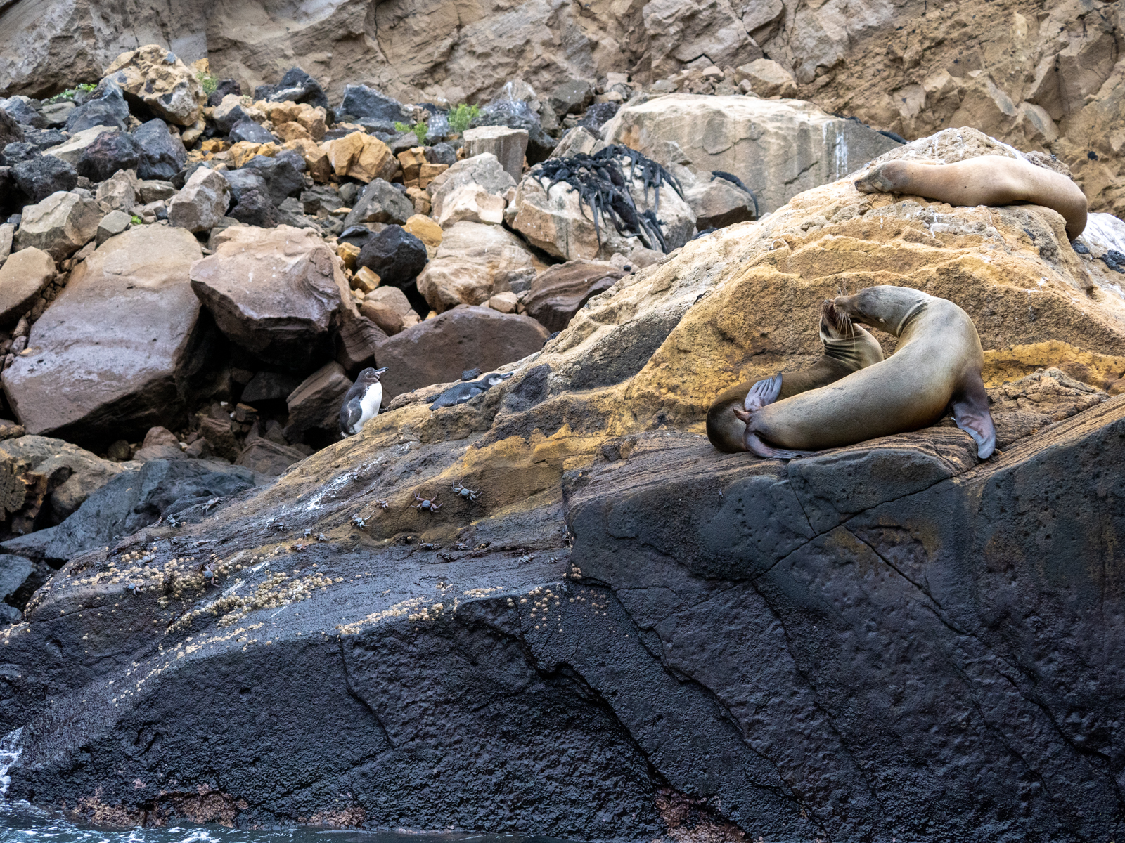Photographing the Diverse Wildlife and Nature of the Galápagos Islands ...