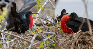 Photographing the Diverse Wildlife and Nature of the Galápagos Islands ...