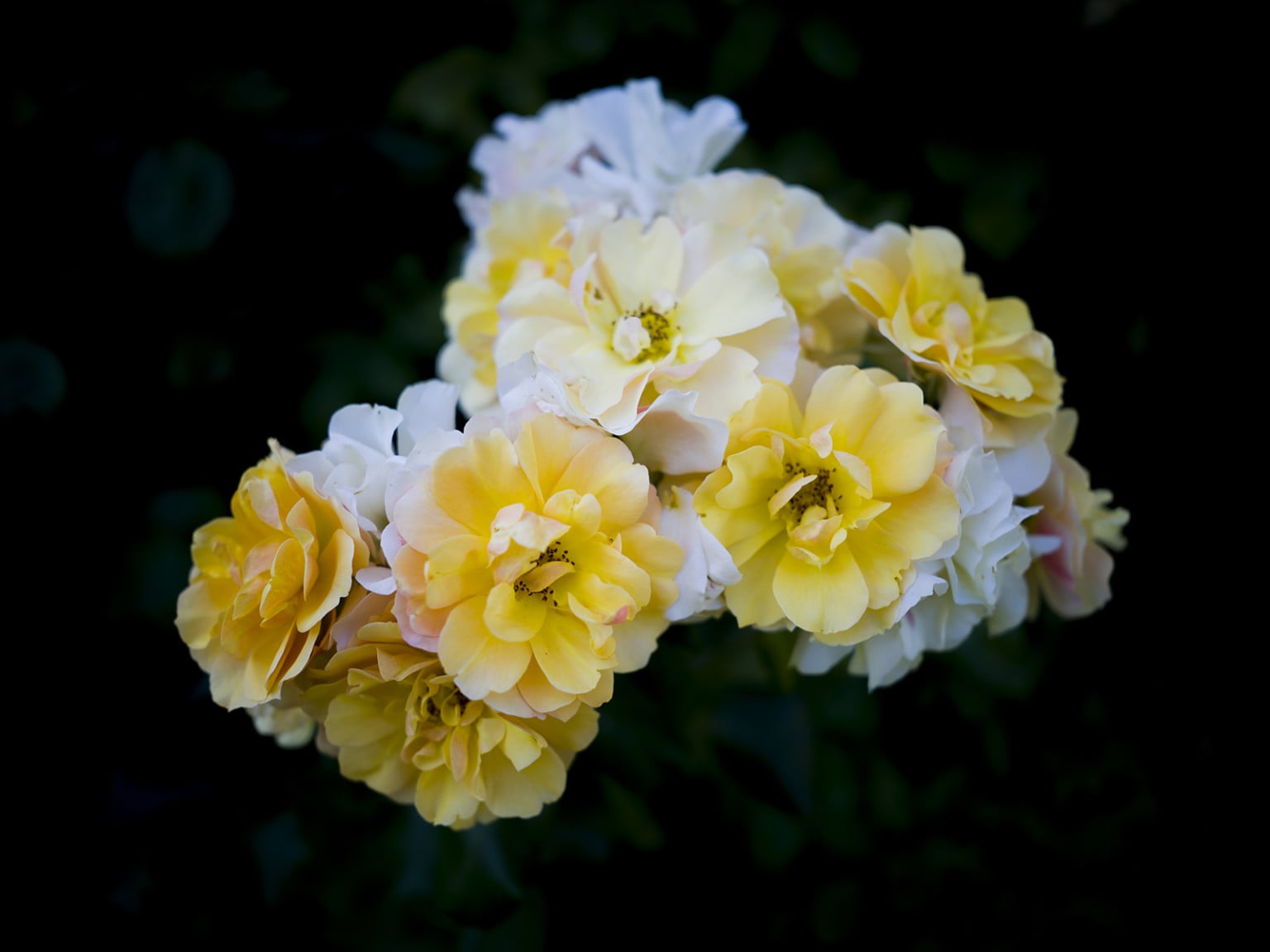 Hasselblad X2D 100C First Impressions: An Enjoyable Experience | PetaPixel